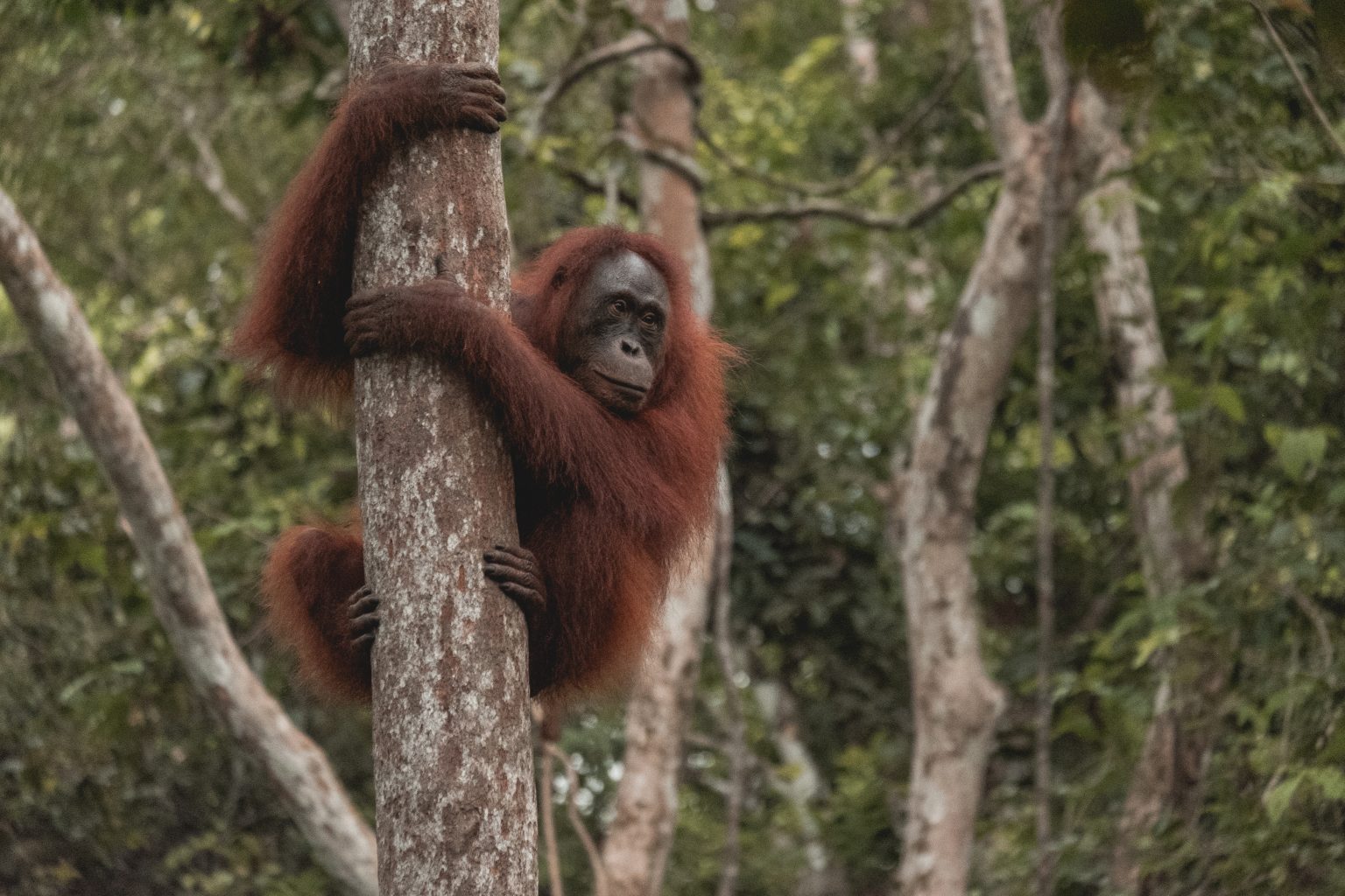 ORANGUTANES, LOS REYES DE LA SELVA DE BORNEO